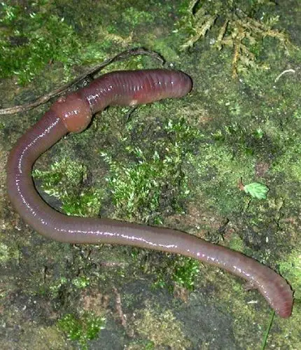 Earthworm | The Animal Facts | Appearance, Diet, Habitat, Behavior