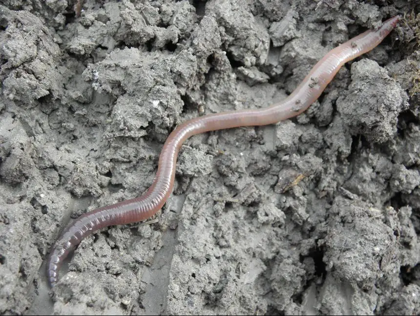 Earthworm | The Animal Facts | Appearance, Diet, Habitat, Behavior