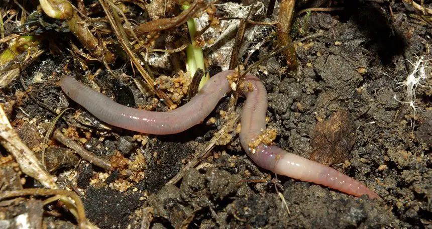 Earthworm | The Animal Facts | Appearance, Diet, Habitat, Behavior