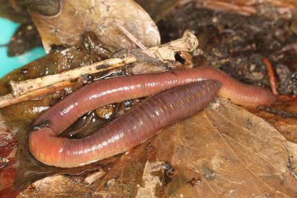 Earthworm | The Animal Facts | Appearance, Diet, Habitat, Behavior