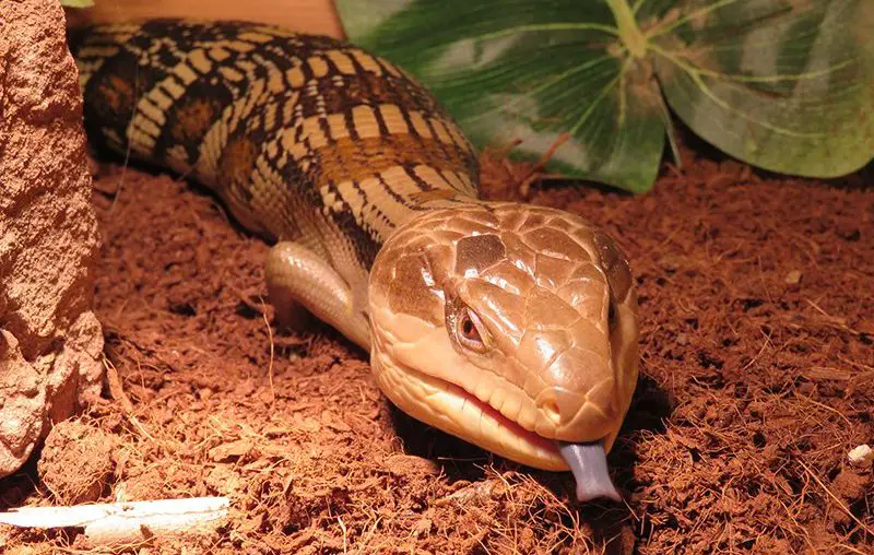 Lizards | The Animal Facts | What makes them a unique type of reptile?