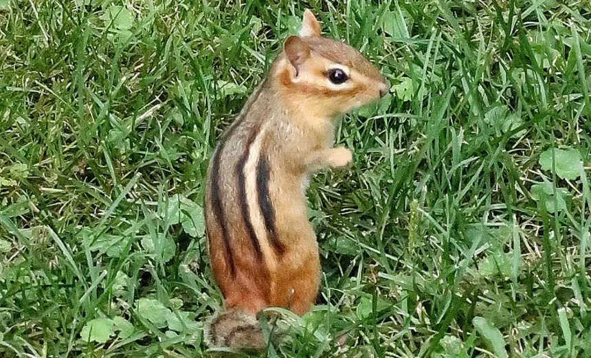 Eastern Chipmunk | The Animal Facts | Appearance, Diet, Behavior