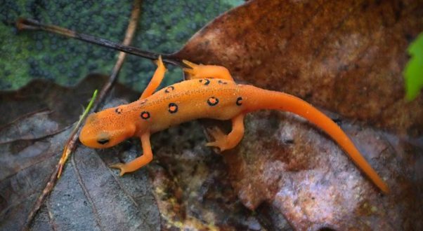 Eastern Newt | The Animal Facts | Appearance, Diet, Habitat, Behavior