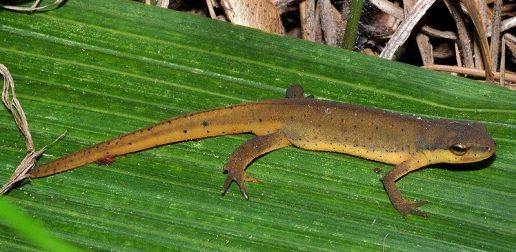 Eastern Newt | The Animal Facts | Appearance, Diet, Habitat, Behavior