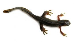 Eastern Newt | The Animal Facts | Appearance, Diet, Habitat, Behavior