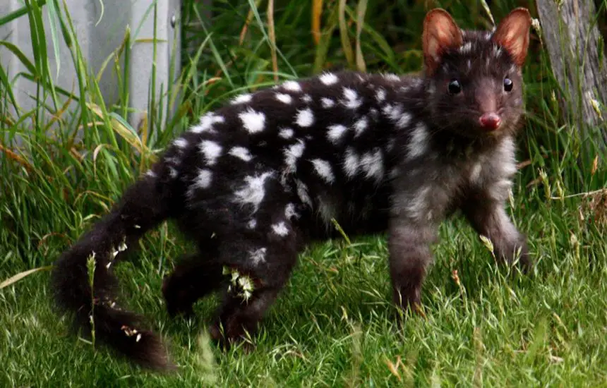 Eastern Quoll | The Animal Facts | Appearance, Diet, Habitat, Behavior