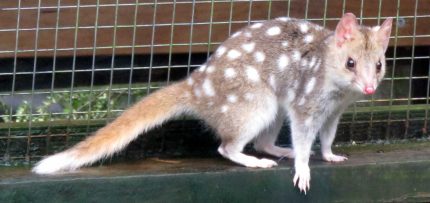 Eastern Quoll | The Animal Facts | Appearance, Diet, Habitat, Behavior