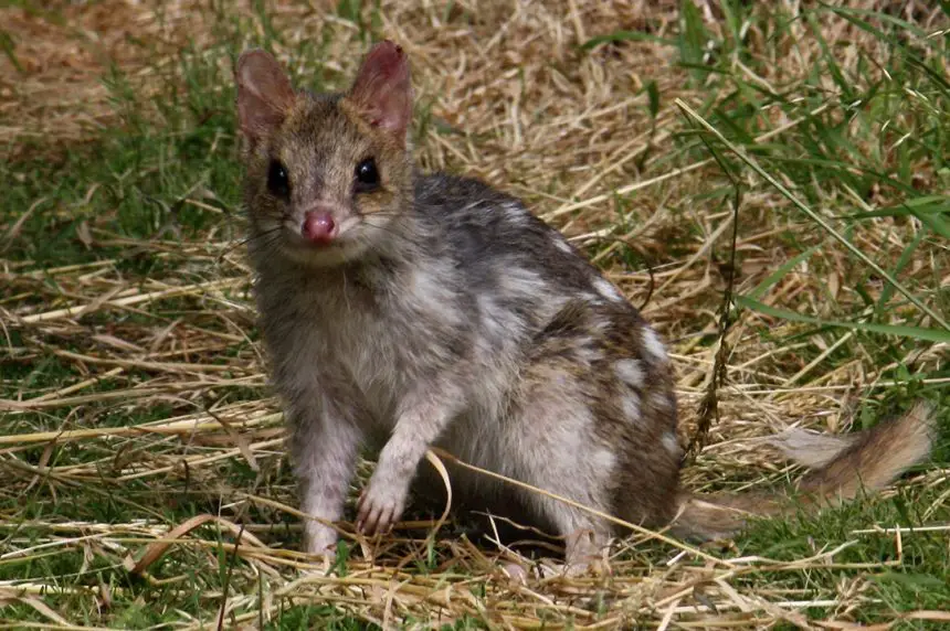 Eastern Quoll | The Animal Facts | Appearance, Diet, Habitat, Behavior