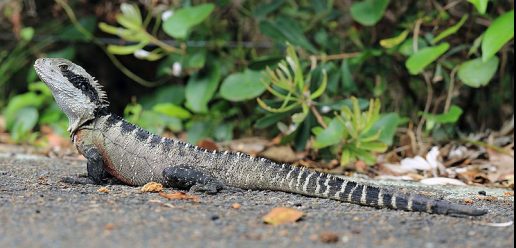 Eastern Water Dragon - The Animal Facts - Appearance, Diet, Habitat