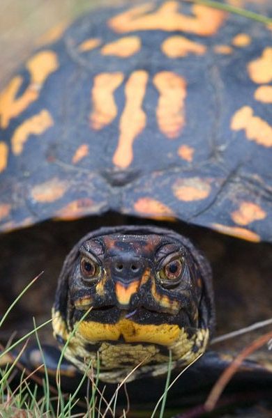 Eastern Box Turtle | The Animal Facts | Appearance, Diet, Behavior