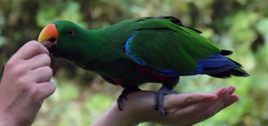 Eclectus Parrot | The Animal Facts