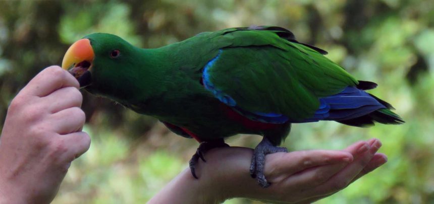 Eclectus Parrot | The Animal Facts