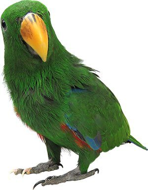 Eclectus Parrot - The Animal Facts