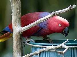 King Parrot | The Animal Facts | Appearance, Diet, Habitat, Behavior