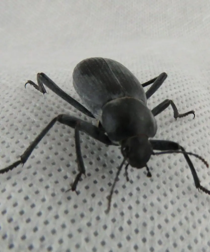 Egyptian Beetle | The Animal Facts | Appearance, Habitat, Diet, Lifespan