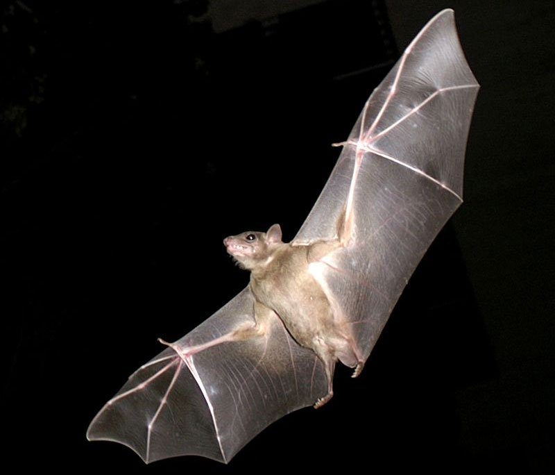 Egyptian Fruit Bat | The Animal Facts | Appearance, Diet, Habitat, Behavior
