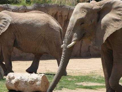 Reid Park Zoo Elephant is Expecting | The Animal Facts