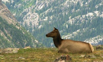 Elk | The Animal Facts | Appearance, Diet, Habitat, Behavior and Lifespan