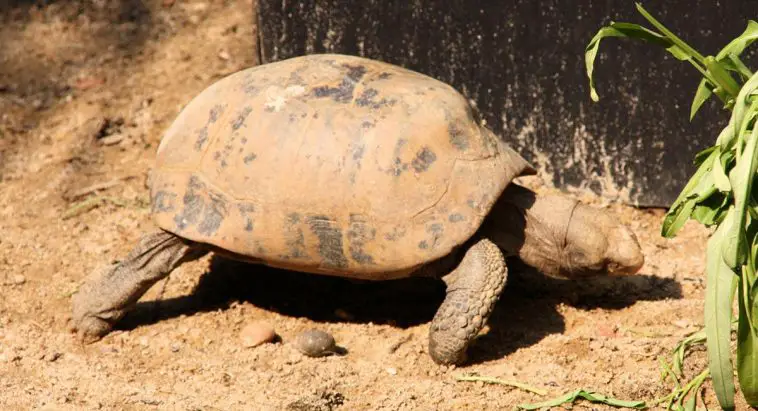 Elongated Tortoise | The Animal Facts | Appearance, Diet, Habitat, Lifespan