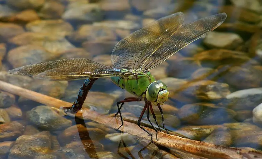 Emperor Dragonfly | The Animal Facts | Appearance, Diet, Habitat, Range