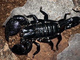 Flinders Ranges Scorpion | The Animal Facts | Appearance, Diet, Habitat