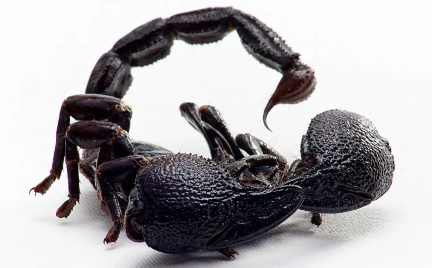 Emperor Scorpion | The Animal Facts