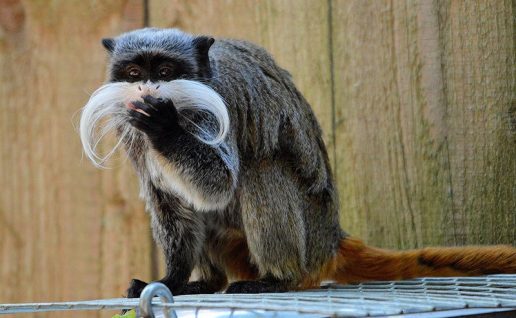 Emperor Tamarin | The Animal Facts | Appearance | Diet | Behavior