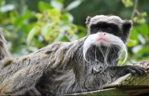 Emperor Tamarin | The Animal Facts | Appearance | Diet | Behavior