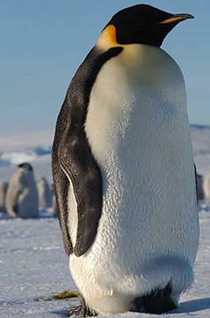 Emperor penguin | The Animal Facts