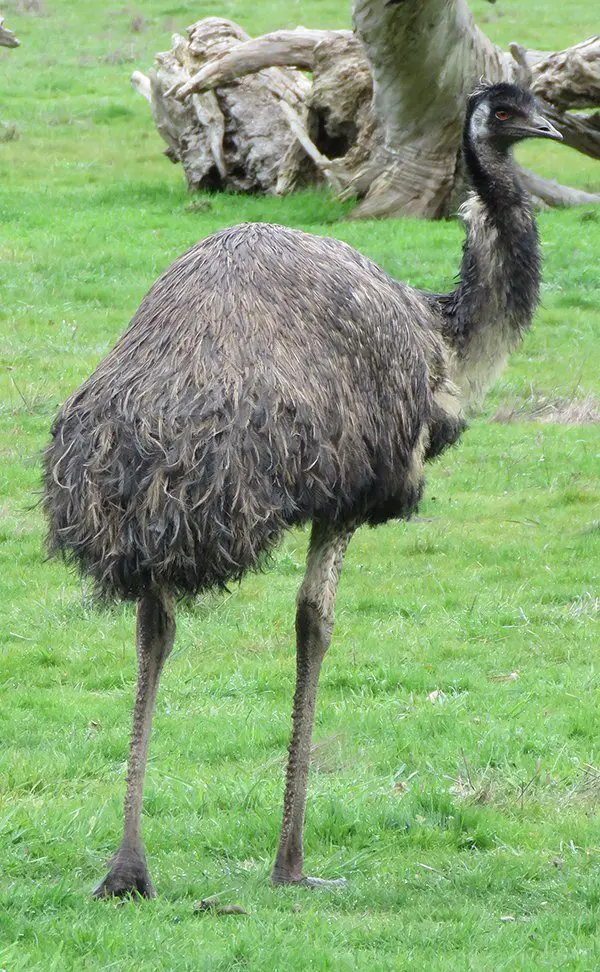 Ratites | The Animal Facts | Appearance, Diet, Habitat, Behavior, Facts