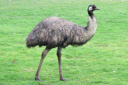 Emu | The Animal Facts