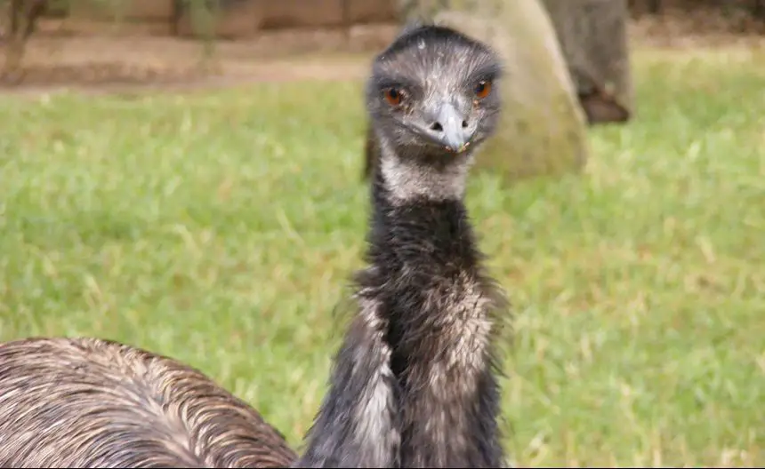 Emu | The Animal Facts