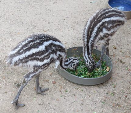 Ratites | The Animal Facts | Appearance, Diet, Habitat, Behavior, Facts