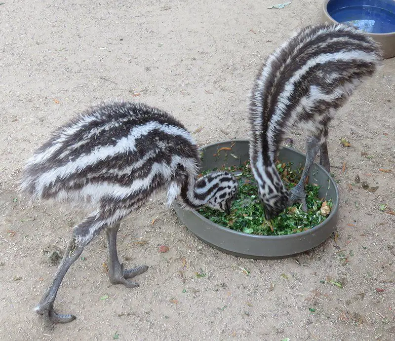 Ratites | The Animal Facts | Appearance, Diet, Habitat, Behavior, Facts