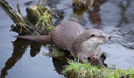 Eurasian Otter | The Animal Facts | Appearance, Diet, Habitat, Lifespan