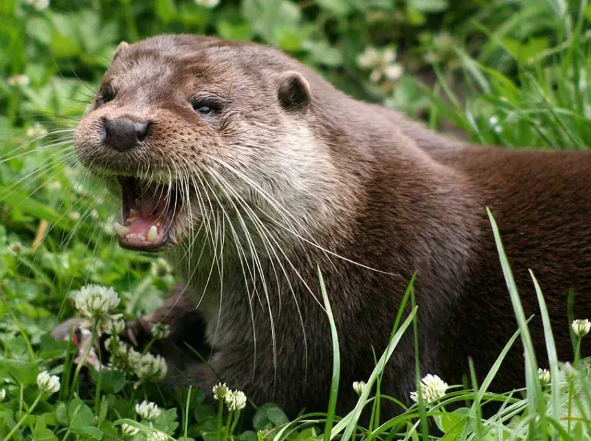 Sea Otter | The Animal Facts | Appearance, Diet, Habitat, Behavior