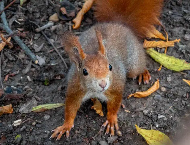 Eurasian Red Squirrel | The Animal Facts | Appearance, Diet, Habitat