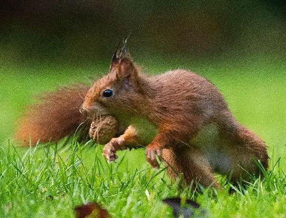 Eurasian Red Squirrel | The Animal Facts | Appearance, Diet, Habitat
