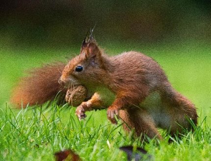 Eurasian Red Squirrel | The Animal Facts | Appearance, Diet, Habitat