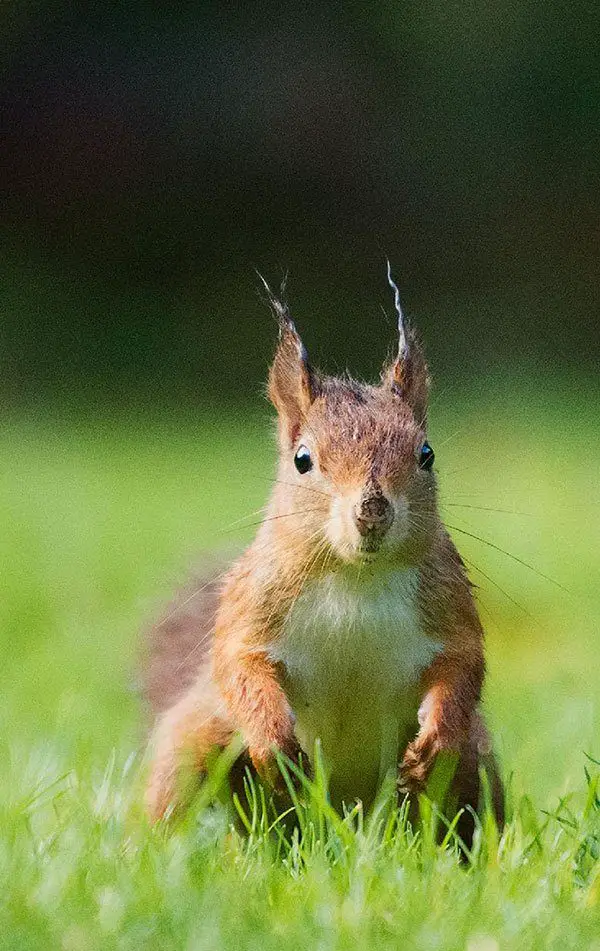 Eurasian Red Squirrel | The Animal Facts | Appearance, Diet, Habitat