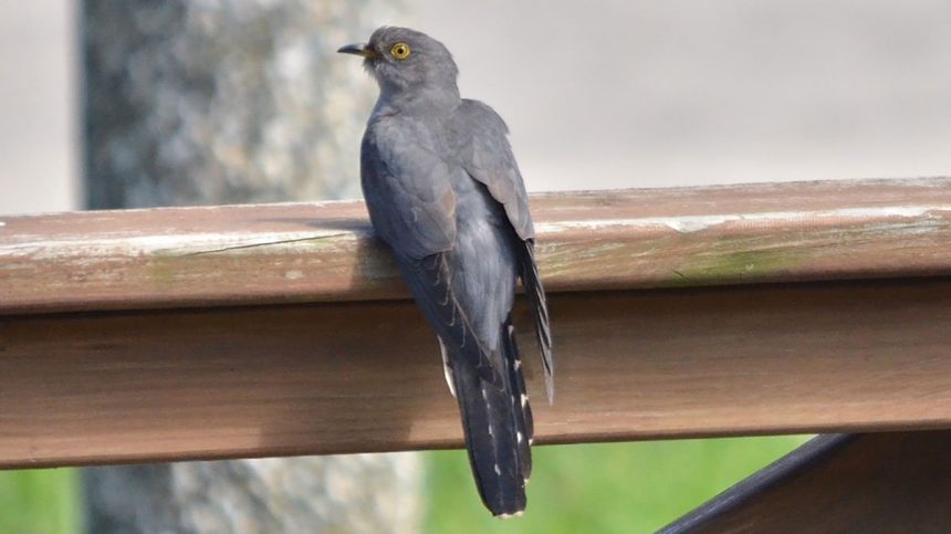 Common Cuckoo | The Animal Facts | Appearance, Diet, Habitat, Behavior