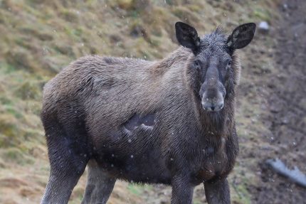New European Elk Arrives at Highland Wildlife Park | The Animal Facts
