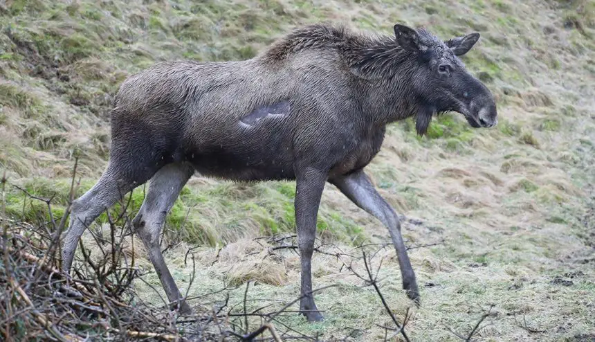 New European Elk Arrives at Highland Wildlife Park | The Animal Facts