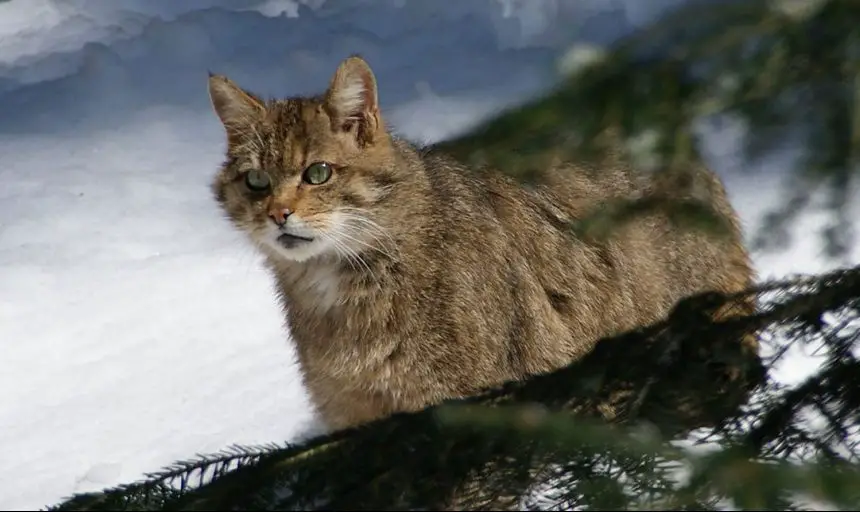 European Wildcat | The Animal Facts | Appearance, Diet, Habitat, Lifespan