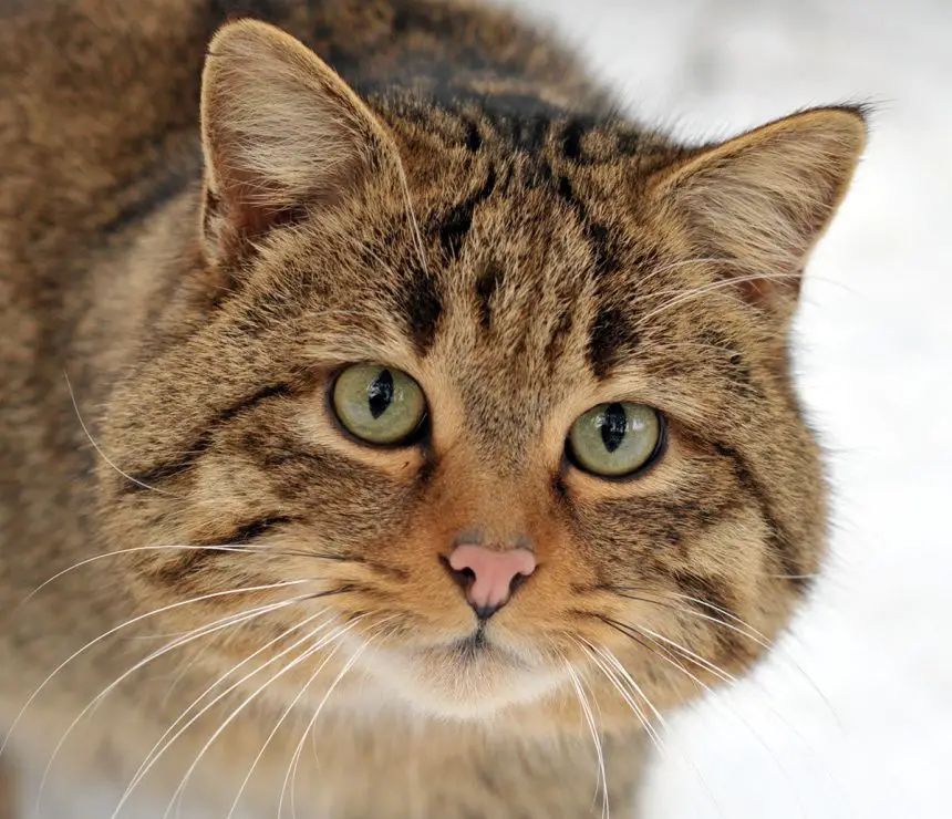 European Wildcat | The Animal Facts | Appearance, Diet, Habitat, Lifespan