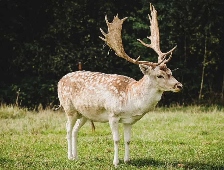 Fallow Deer | The Animal Facts | Appearance, Diet, Habitat, Behavior