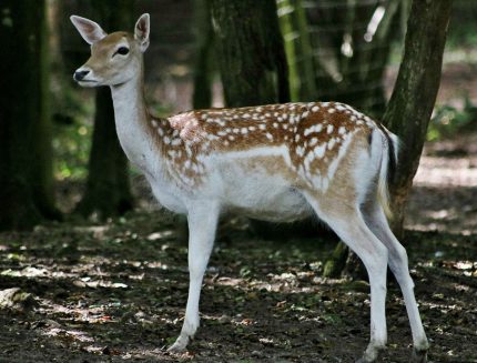 Fallow Deer | The Animal Facts | Appearance, Diet, Habitat, Behavior