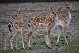 Fallow Deer | The Animal Facts | Appearance, Diet, Habitat, Behavior