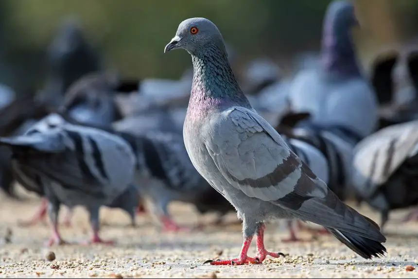 Common Pigeon | The Animal Facts | Appearance, Diet, Habitat, Lifespan
