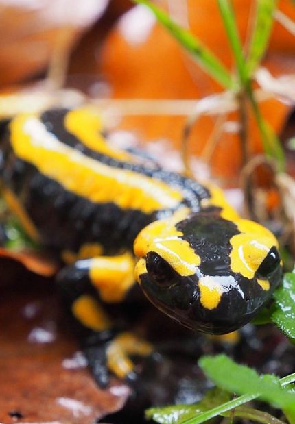 Fire Salamander | The Animal Facts | Appearance, Diet, Habitat, Behavior